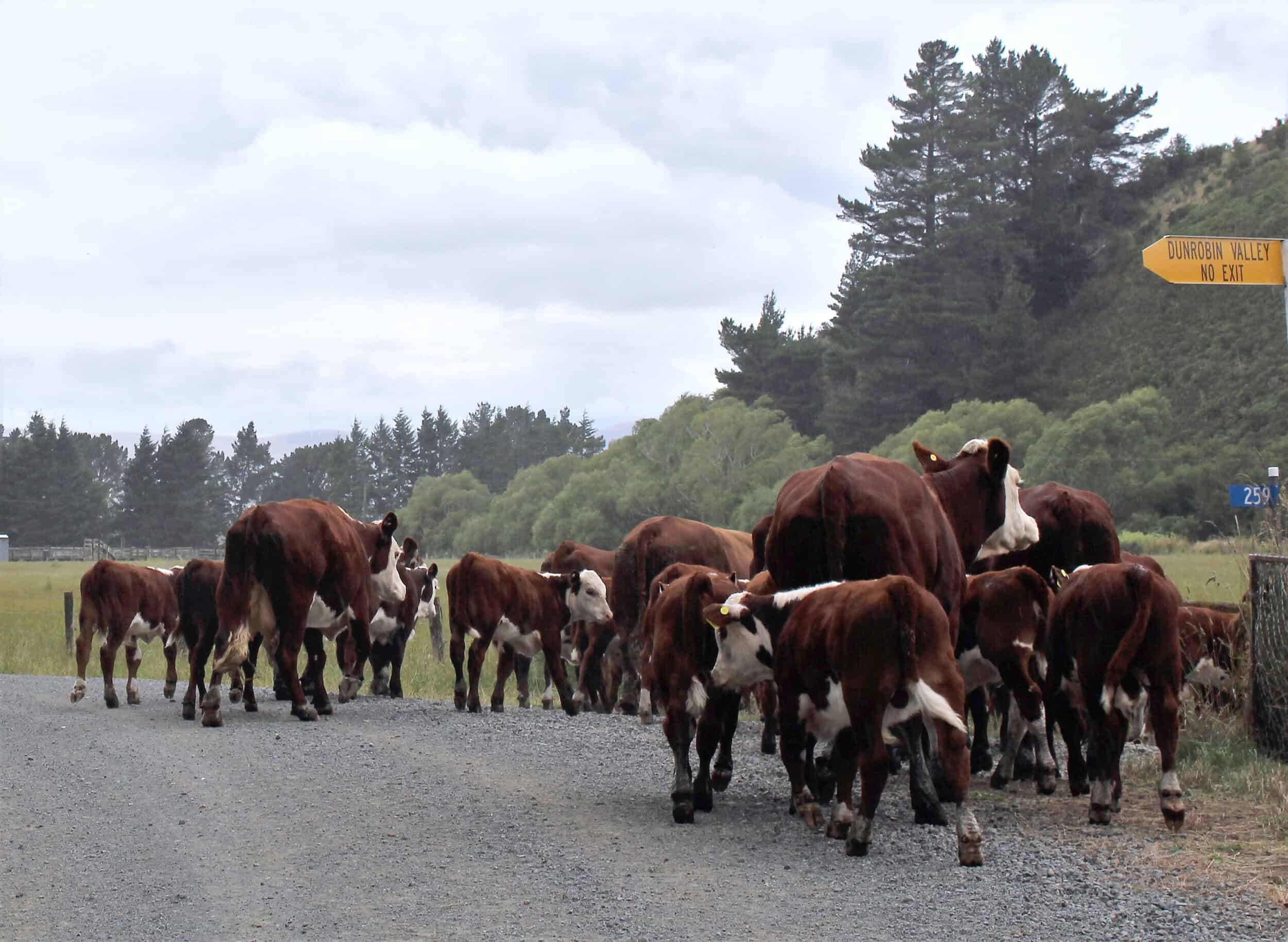 The Farm - Dunrobin Valley Farmstay Accommodation